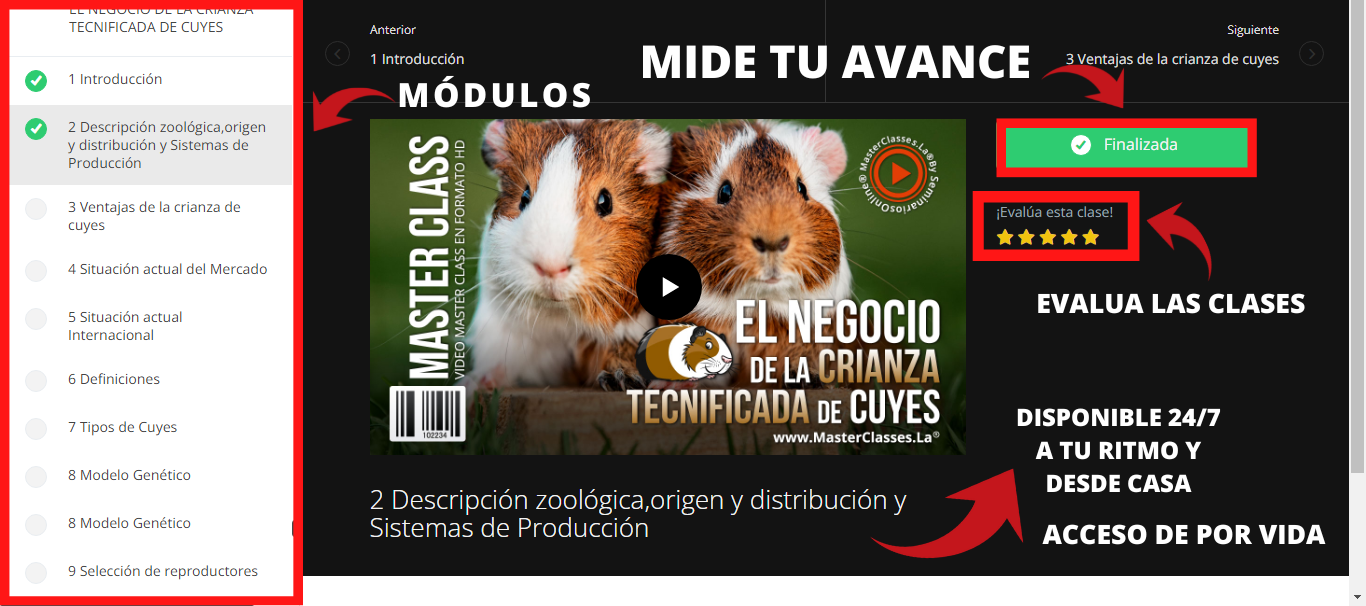 El Negocio de la Crianza Tecnificada de Cuyes 🤑🐹